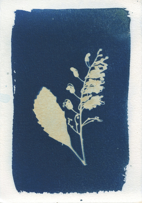 Wet Cyanotype Prints of Unique Australian Flora. - Masha Lamzina